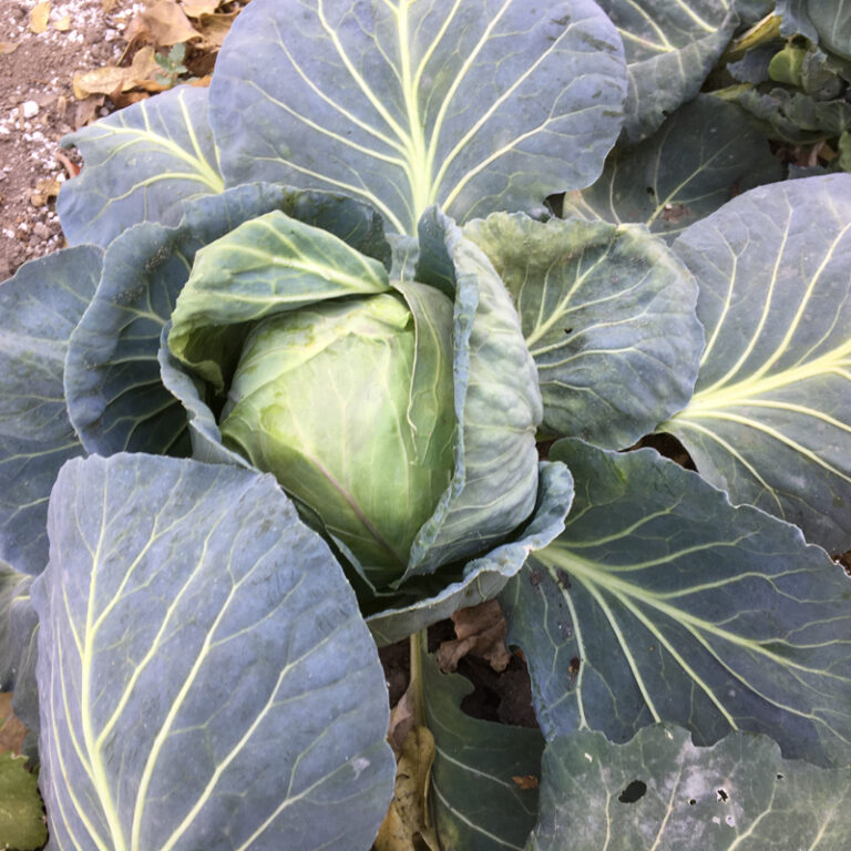 Col blanca | Tianguis Virtual